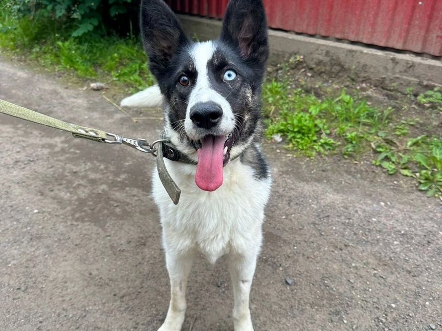 Собака девочка бесплатно