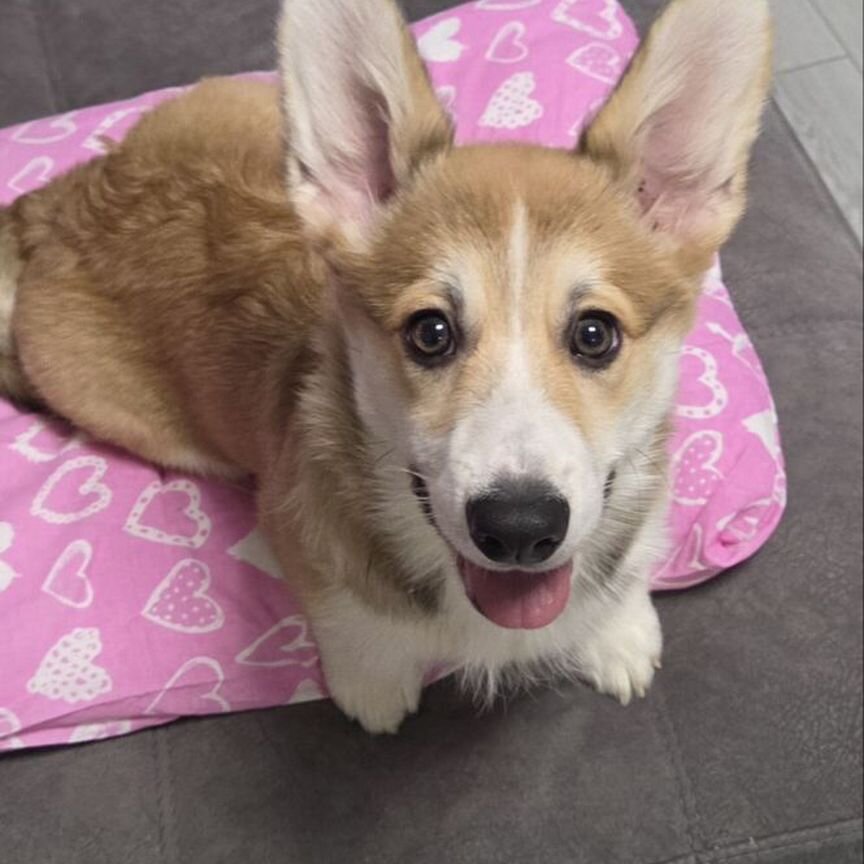 Вельш Корги Пемброк, щенок