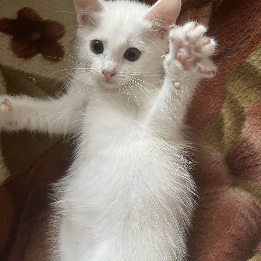 Отдам котенка в хорошие ручки