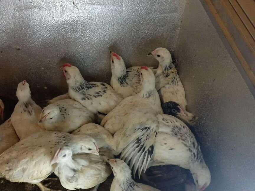 Курочки молодки. 3 месяца. Будущие несушки