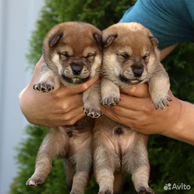 Щенки сиба кобели