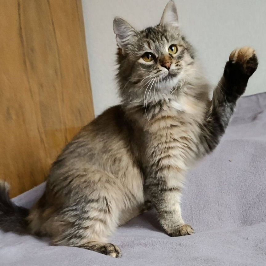 Кошечка пуховые щёчки