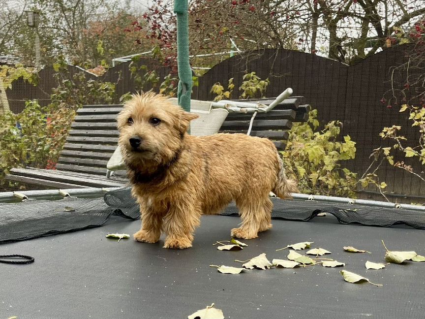 Мальчик норвич тербер. Готов к прогулкам