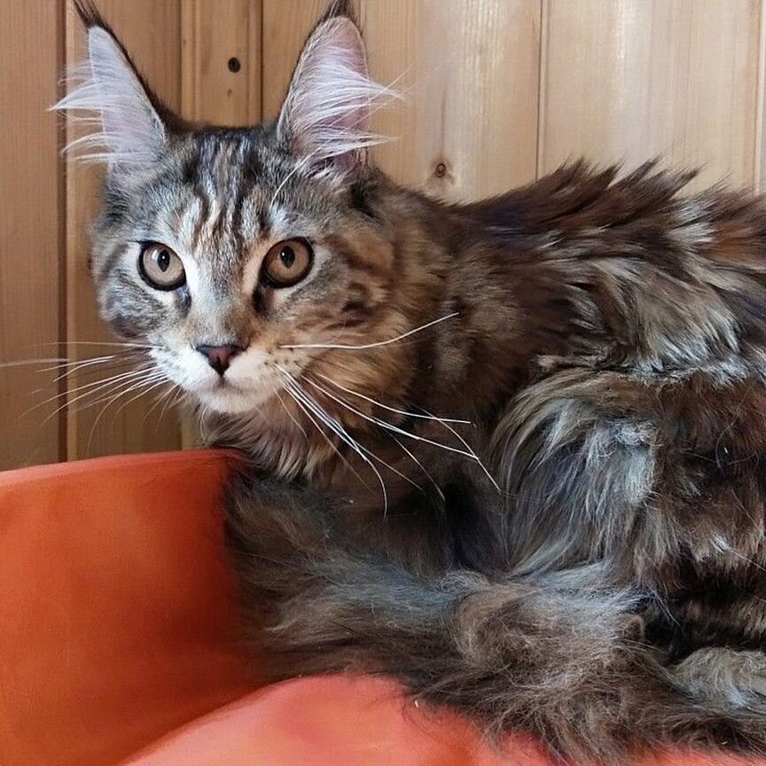 Мейн-кун котёнок