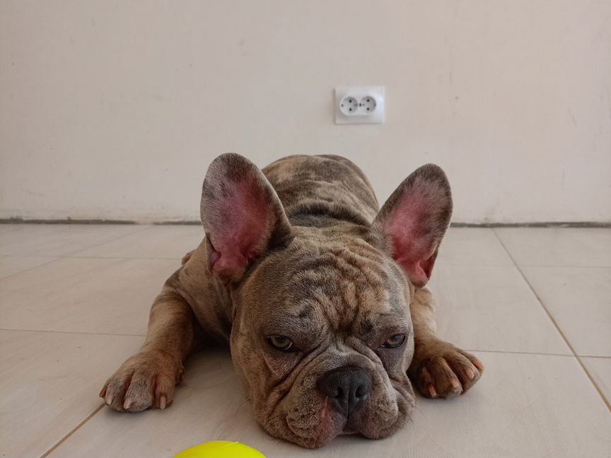 Французский бульдог