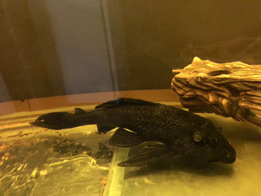 Сом аквариумный (Плекостомус)