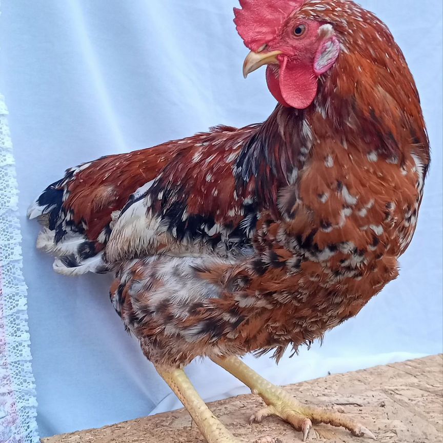 Петухи Ленинградской ситцевой и итальянские