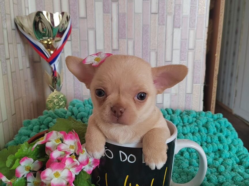Щенки чихуахуа Миники с документами