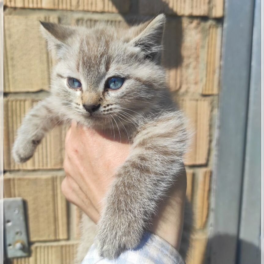 Котёнок от частного владельца