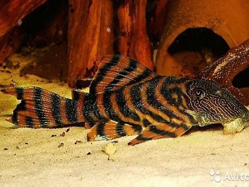 L397 Панаклюс Красная Зебра