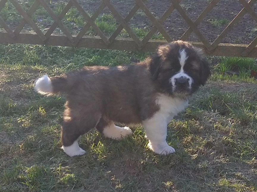 Московская Сторожевая