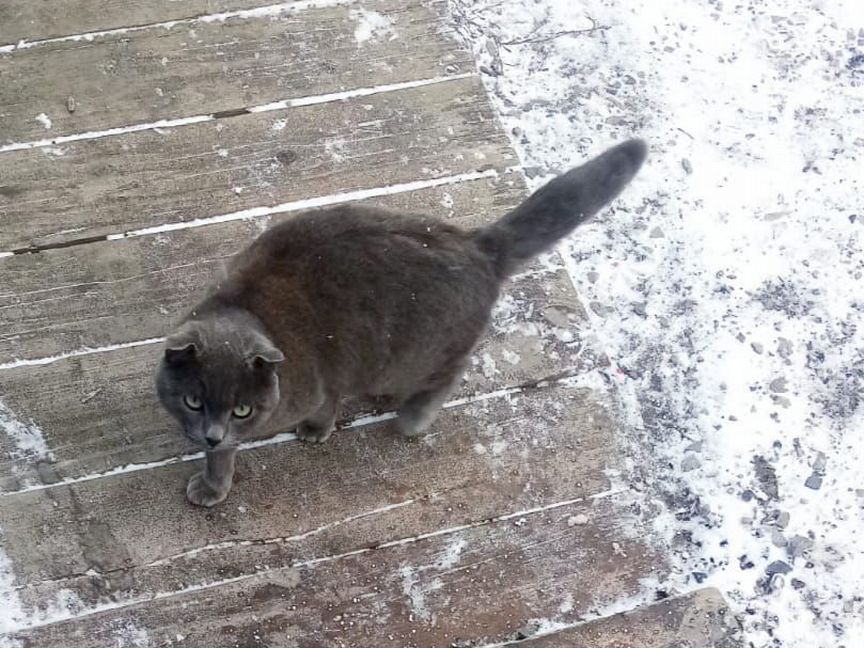 Вислоухий котик живёт на улице, нужен дом