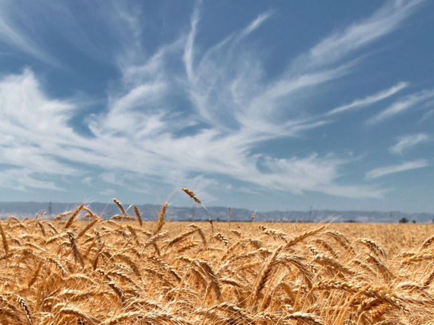 Пшеница твердая