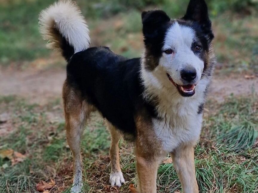 Собака бесплатно