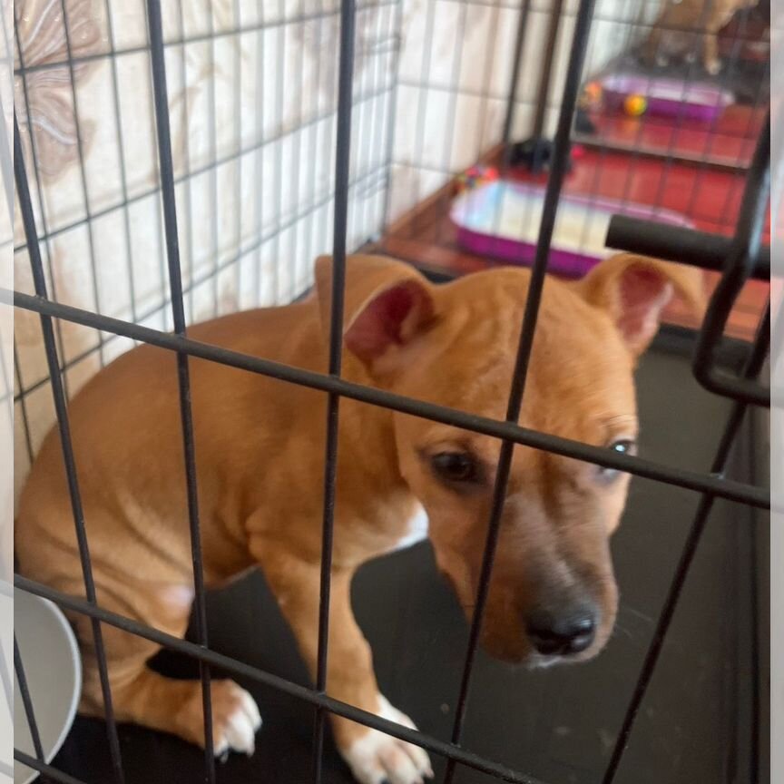 Американский стаффордширский терьер, щенок