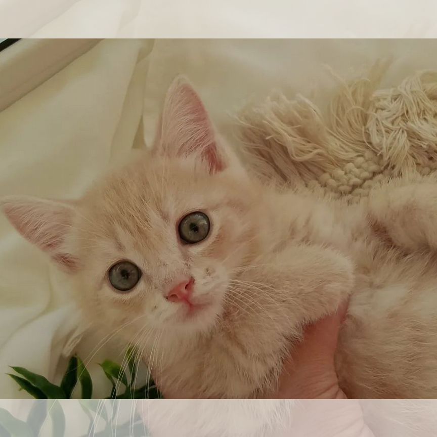 Котёнок в добрые руки