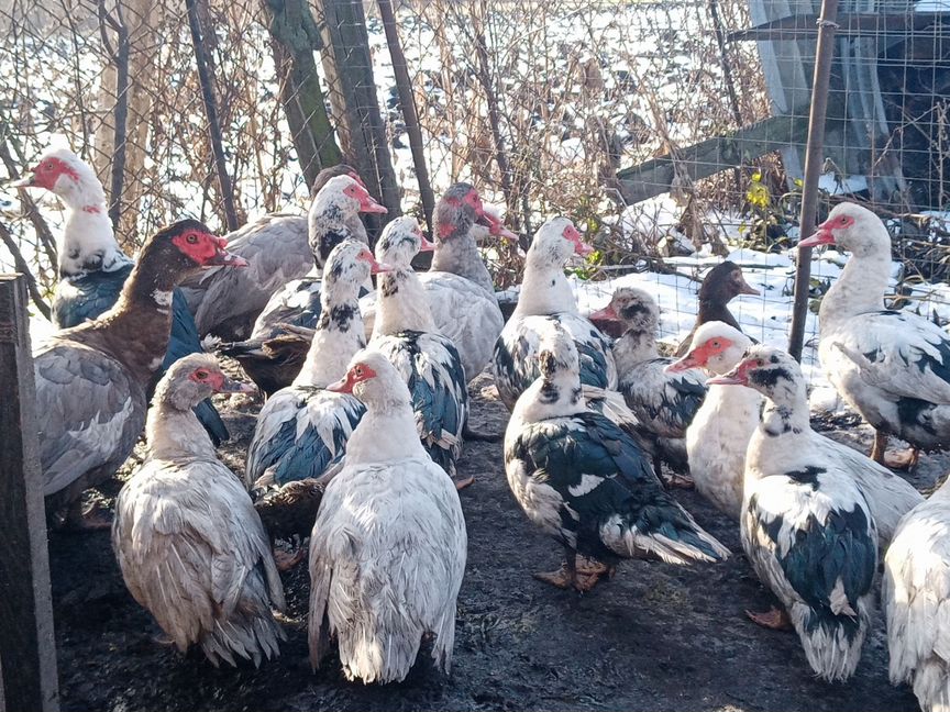 Куры, индоутки