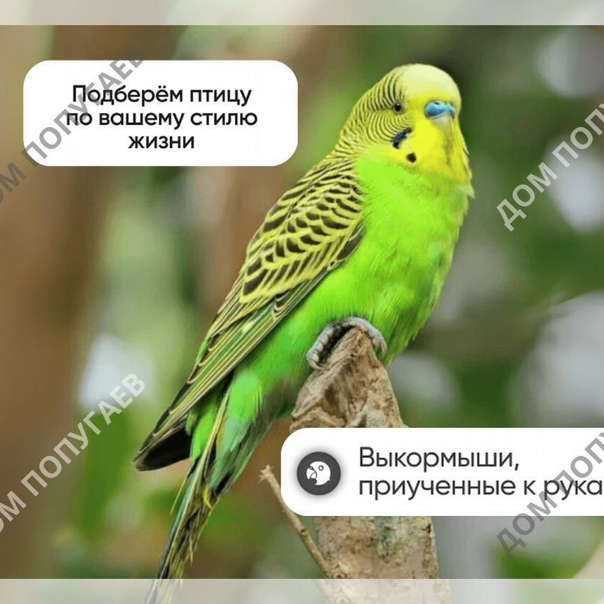 Попугай