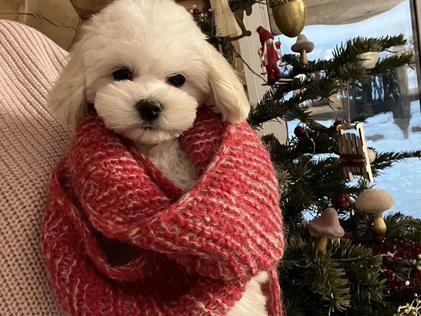 Мальтипу f1 девочка