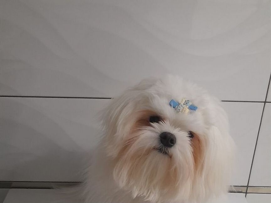 Мальтезе вязка