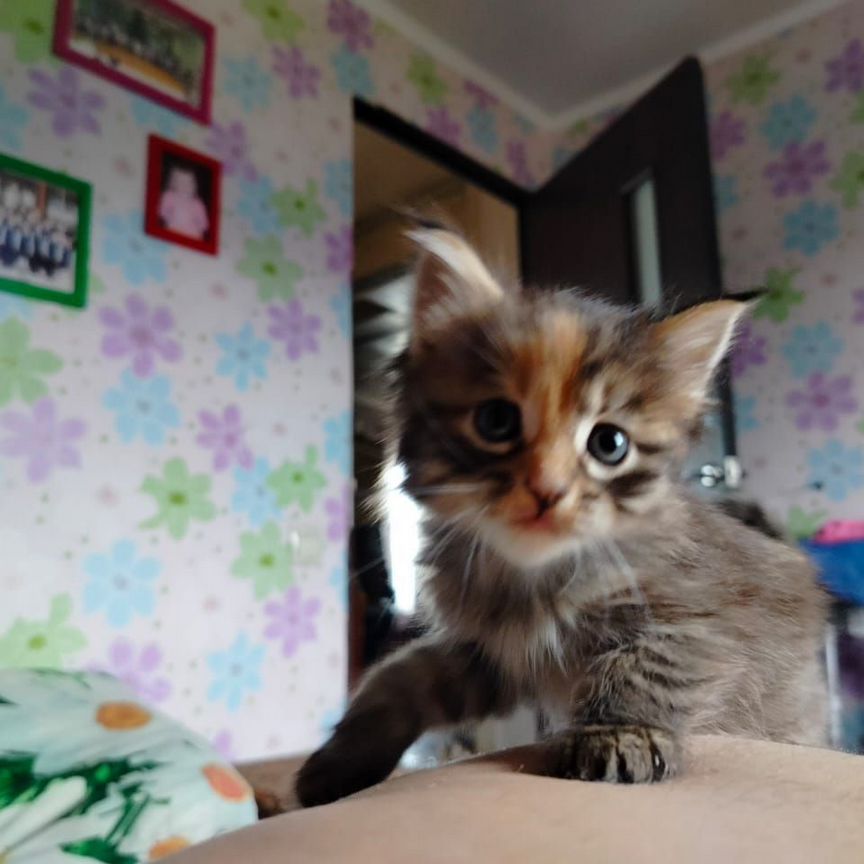 Котята от кошки крысоловки