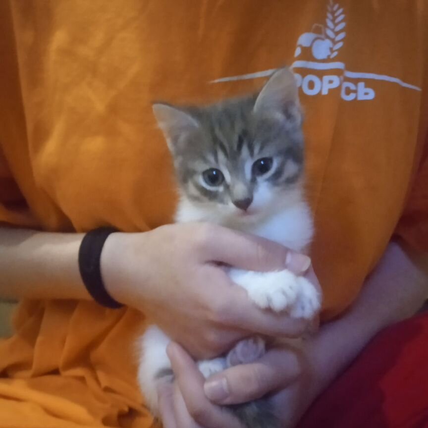 Девочка богатка