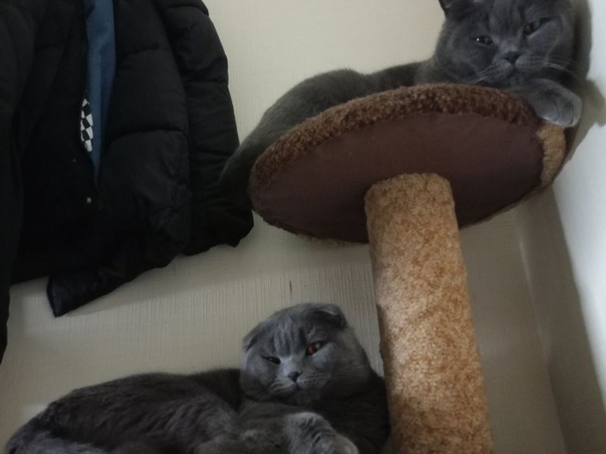Отдам в хорошие руки котов