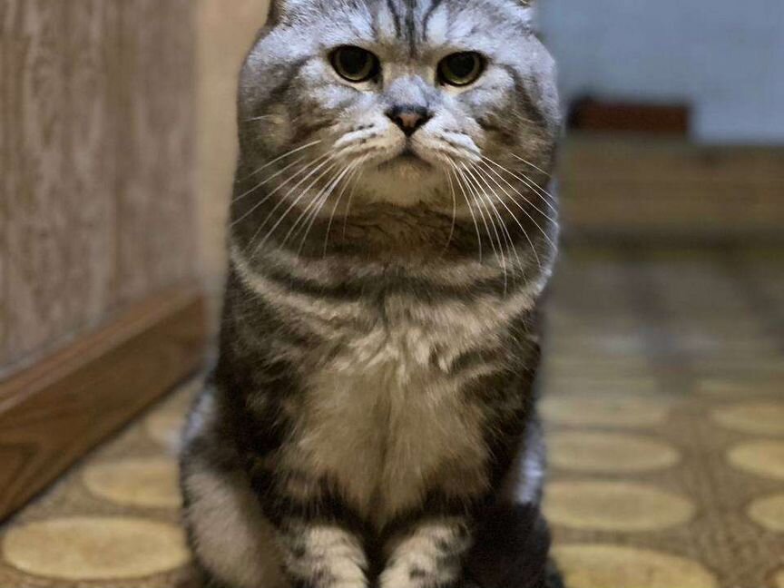 Шотландский кот на вязку