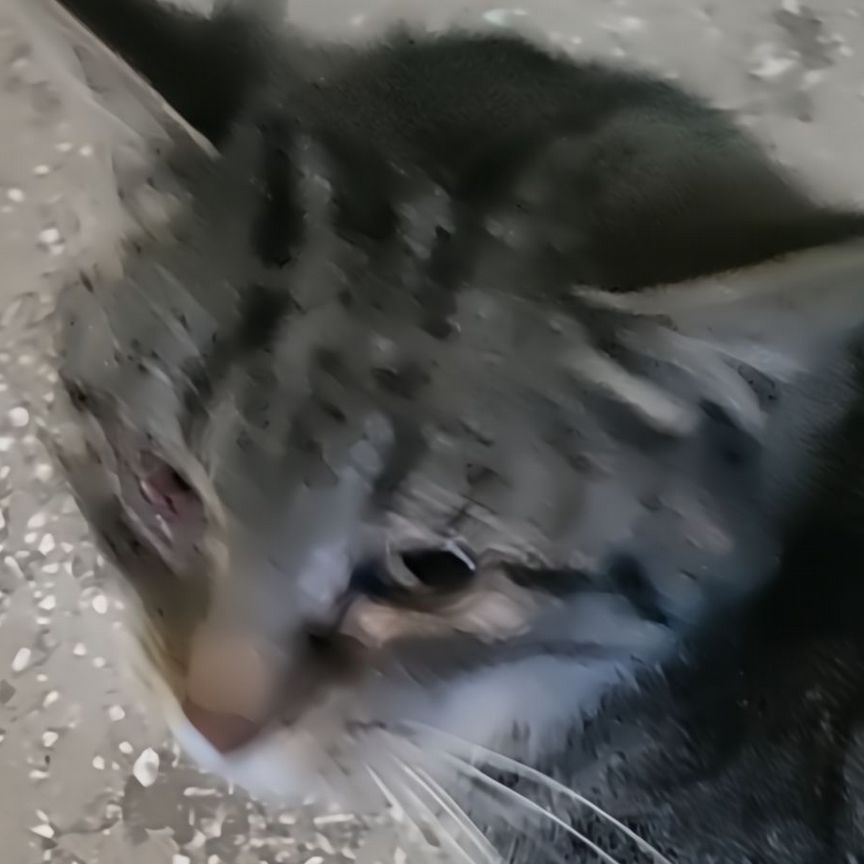 Взрослый кот в добрые руки