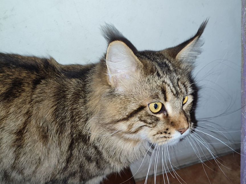 Мейн-кун вязка