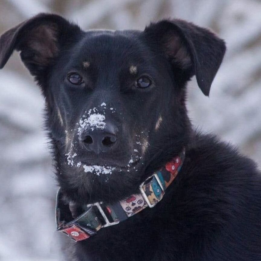 Щенок в добрые руки