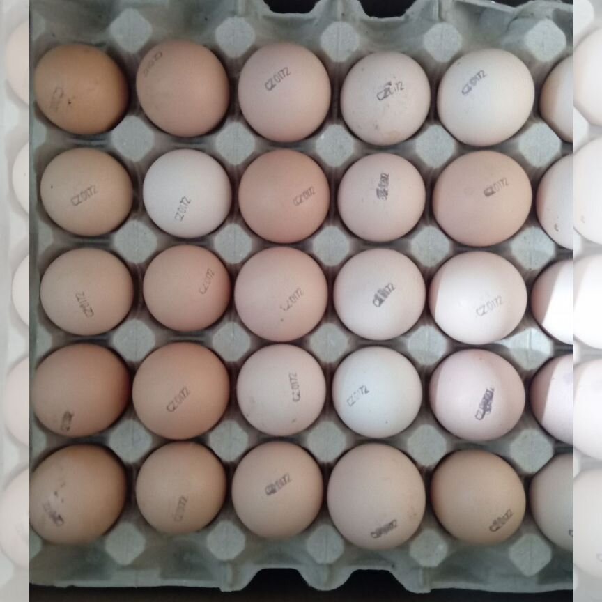 Инкубационное яйцо