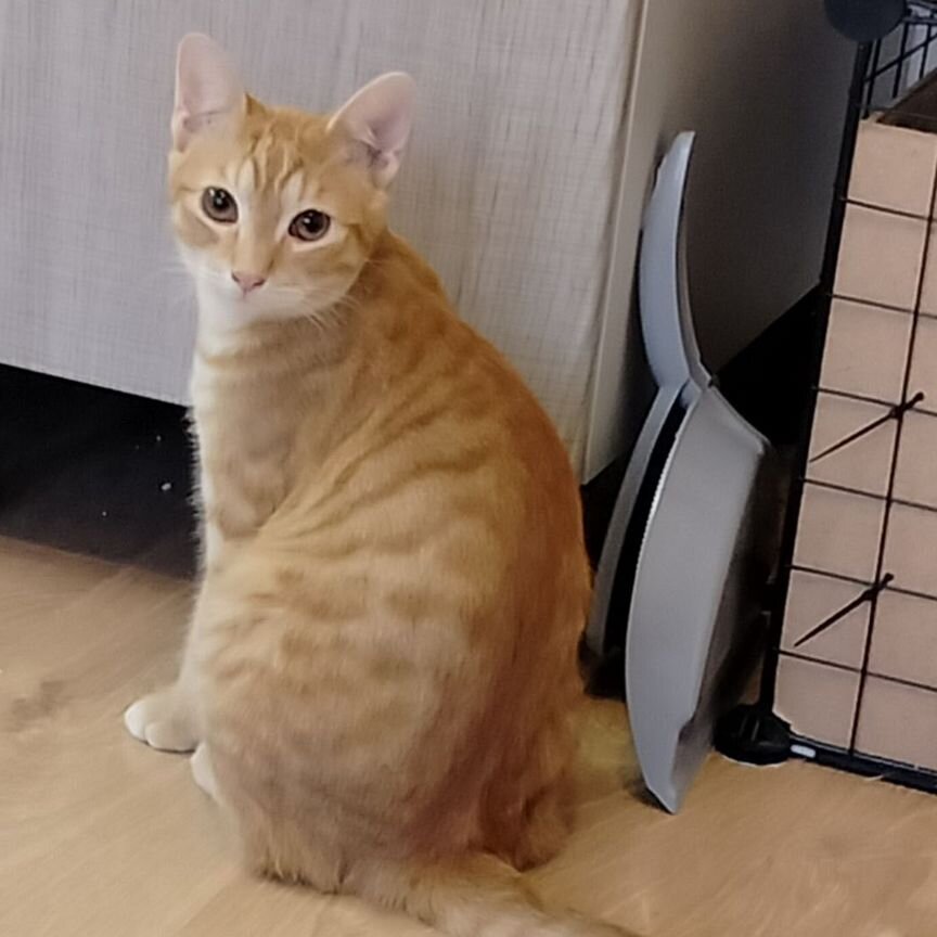 Котенок рыжик в добрые руки