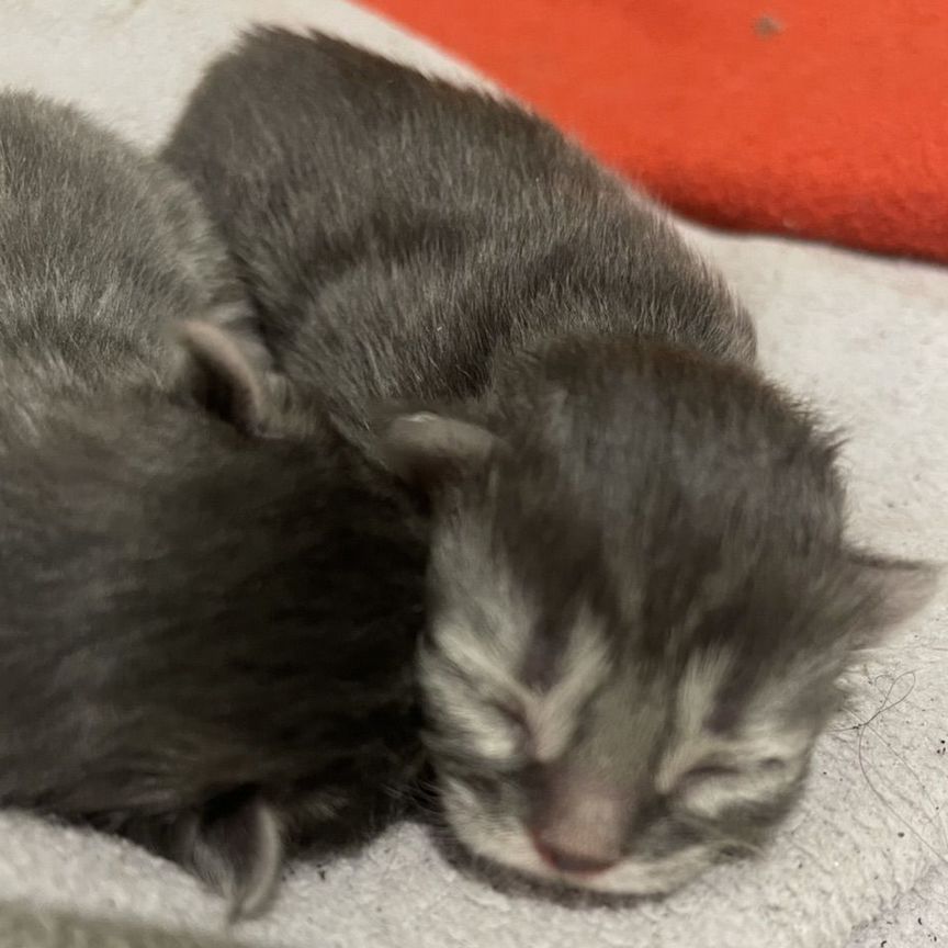 Отдам в добрые руки