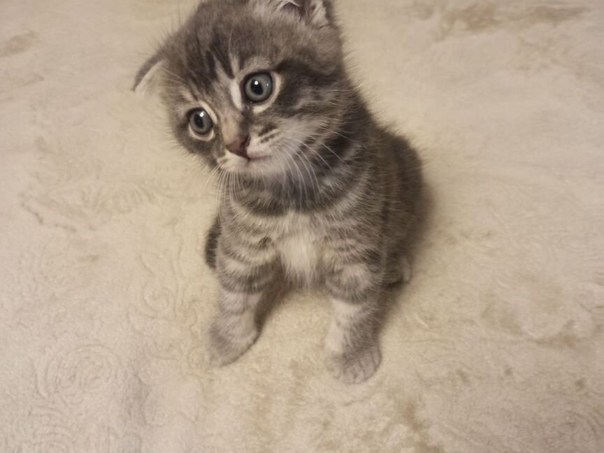 Шотландская вислоухая кошка в добрые руки