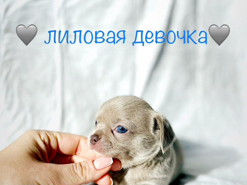 Лиловая красавица