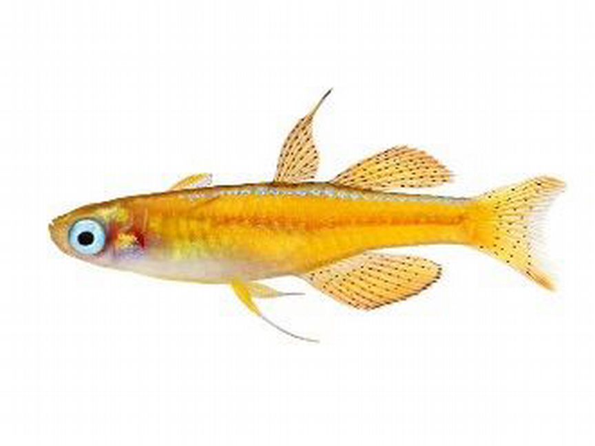 Псевдомугил паскай – неоновая синеглазка