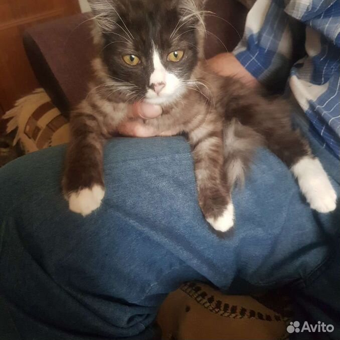 Отдам котика в добрые руки (мальчик 3 месяца)
