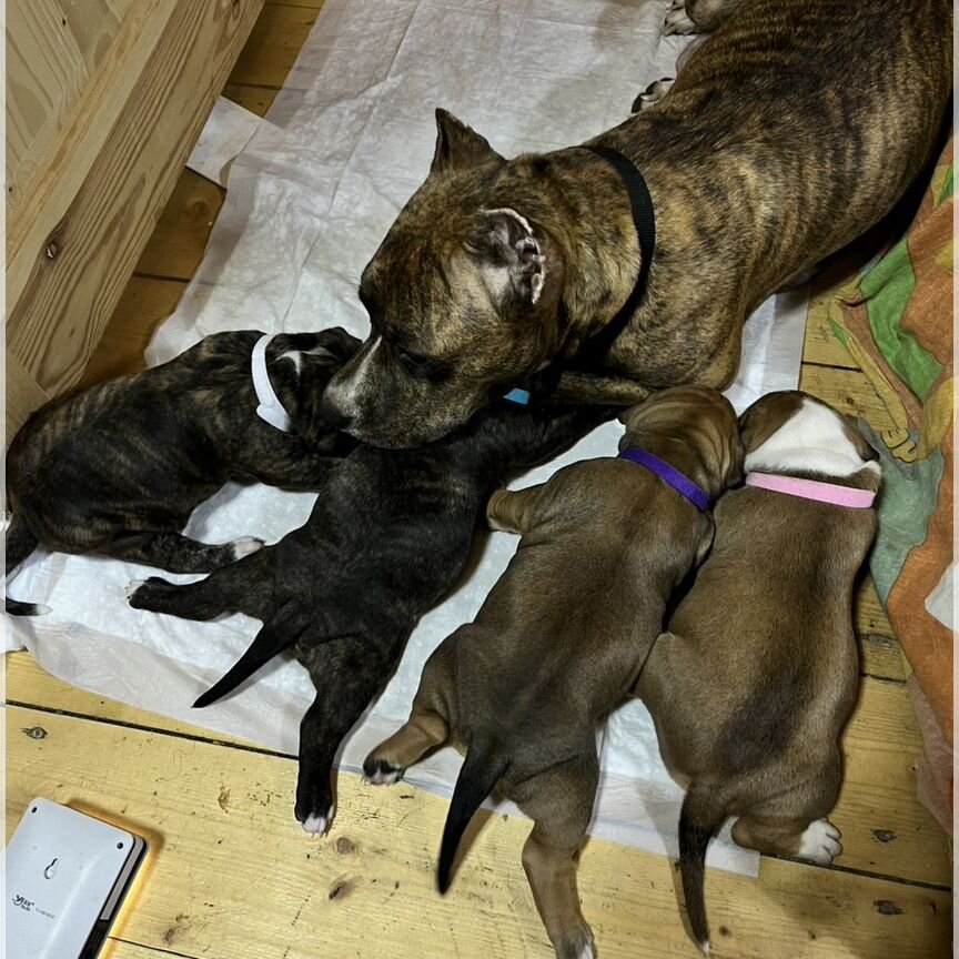 Американский стаффордширский терьер, щенок