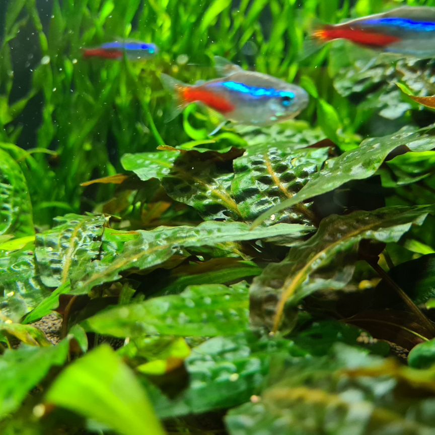 Аквариумные растения