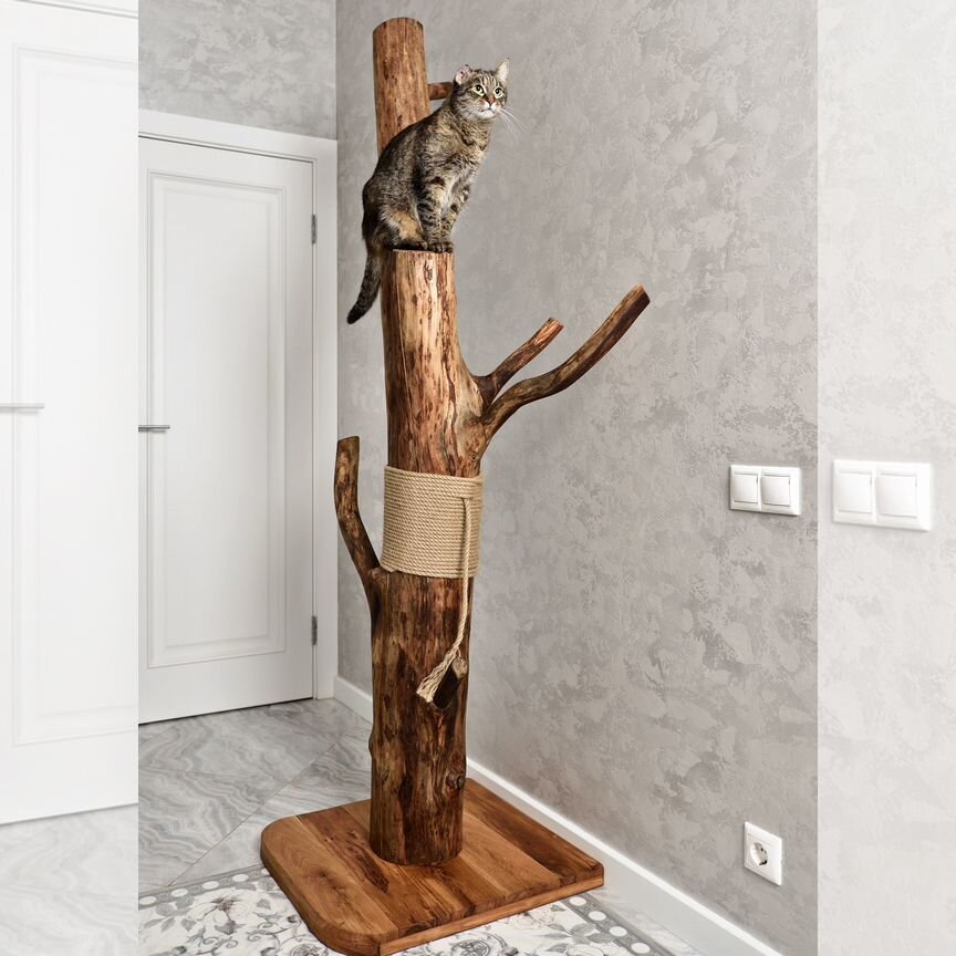 Когтеточка дерево