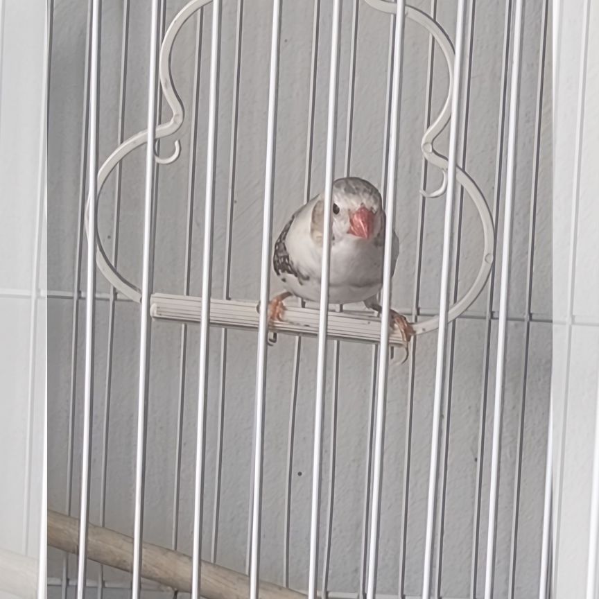 Продам зеброваю амадину