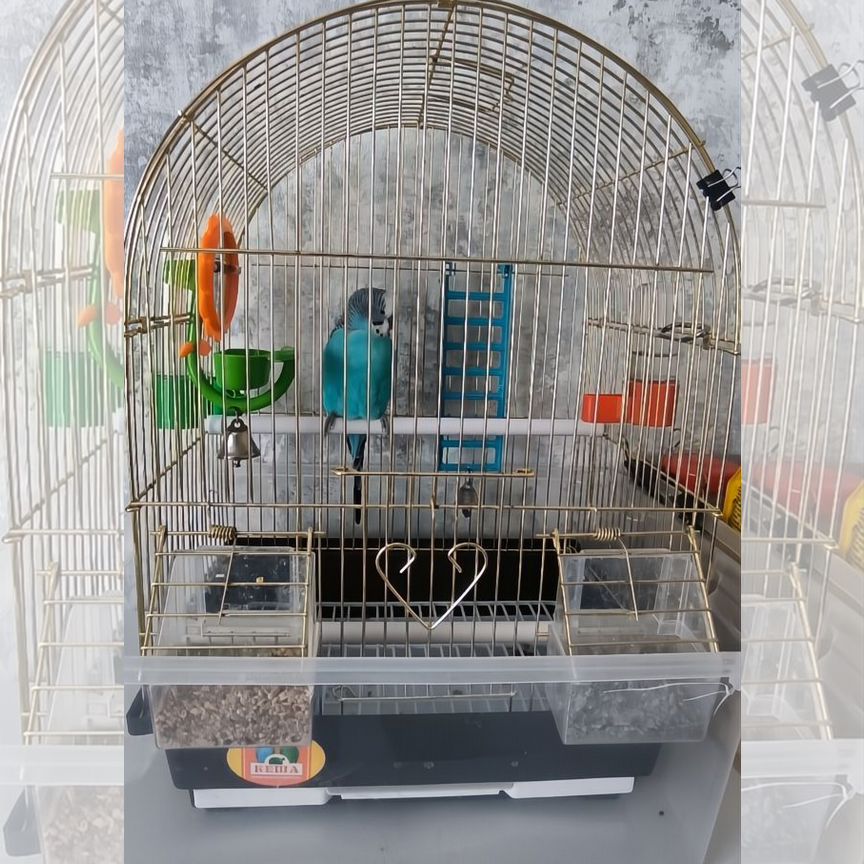 Волнистый попугай с клеткой