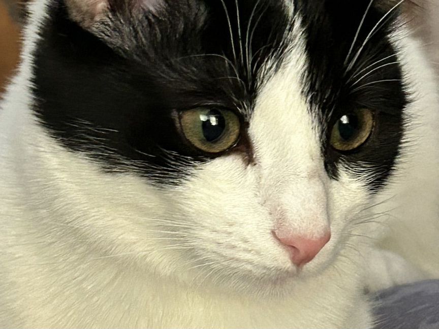 Котенок 5мес, (девочка) в добрые руки бесплатно