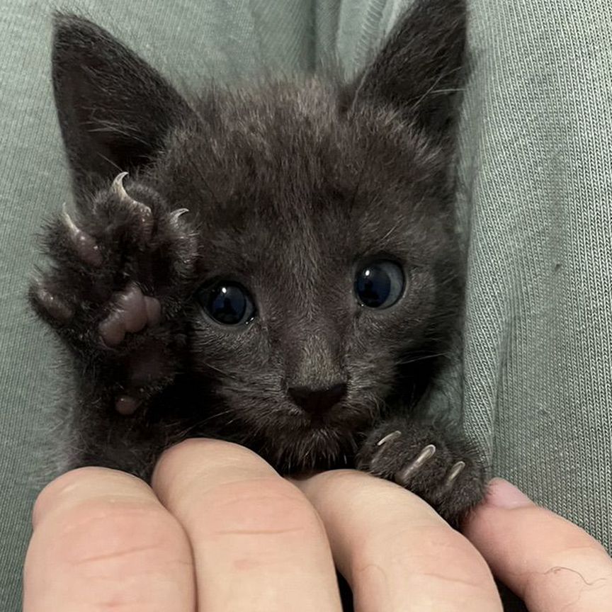 Котенок в добрые руки
