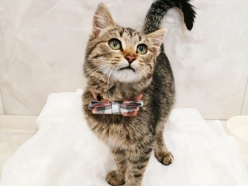 Котенок миниатюрный