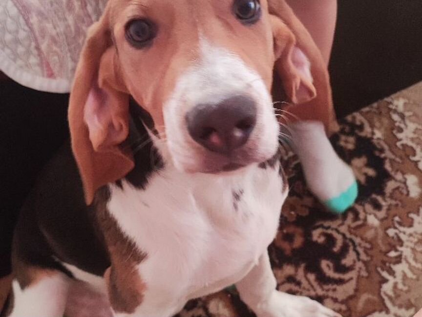 Бигль (эстонская гончая)