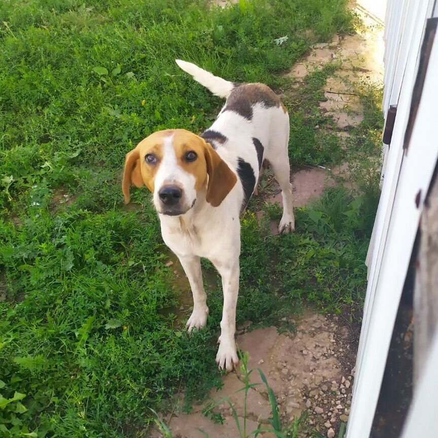 Отдам в добрые руки собак