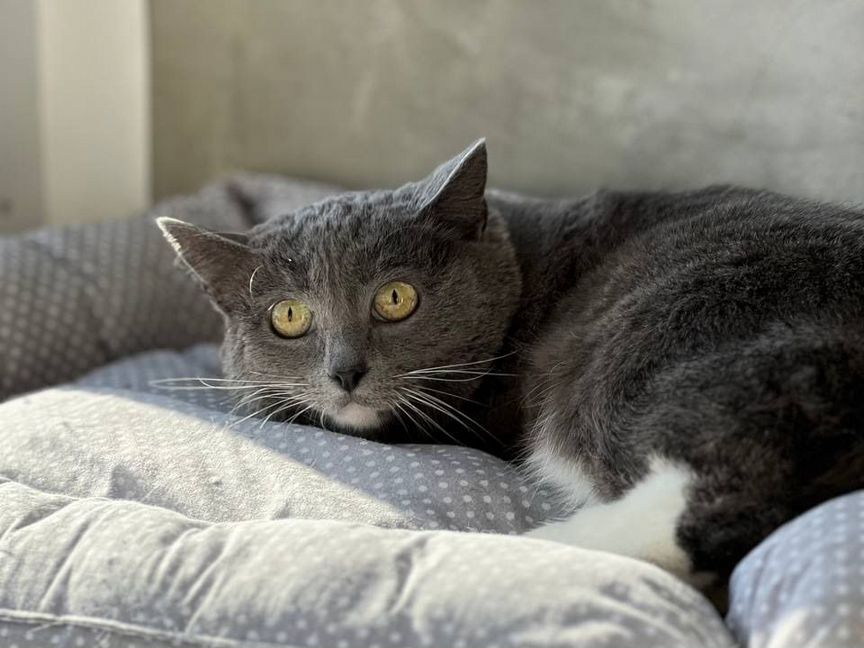 Добрая кошечка Есеня заждалась своего дома