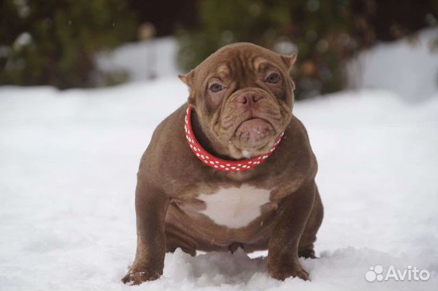 Американский булли микро девочка